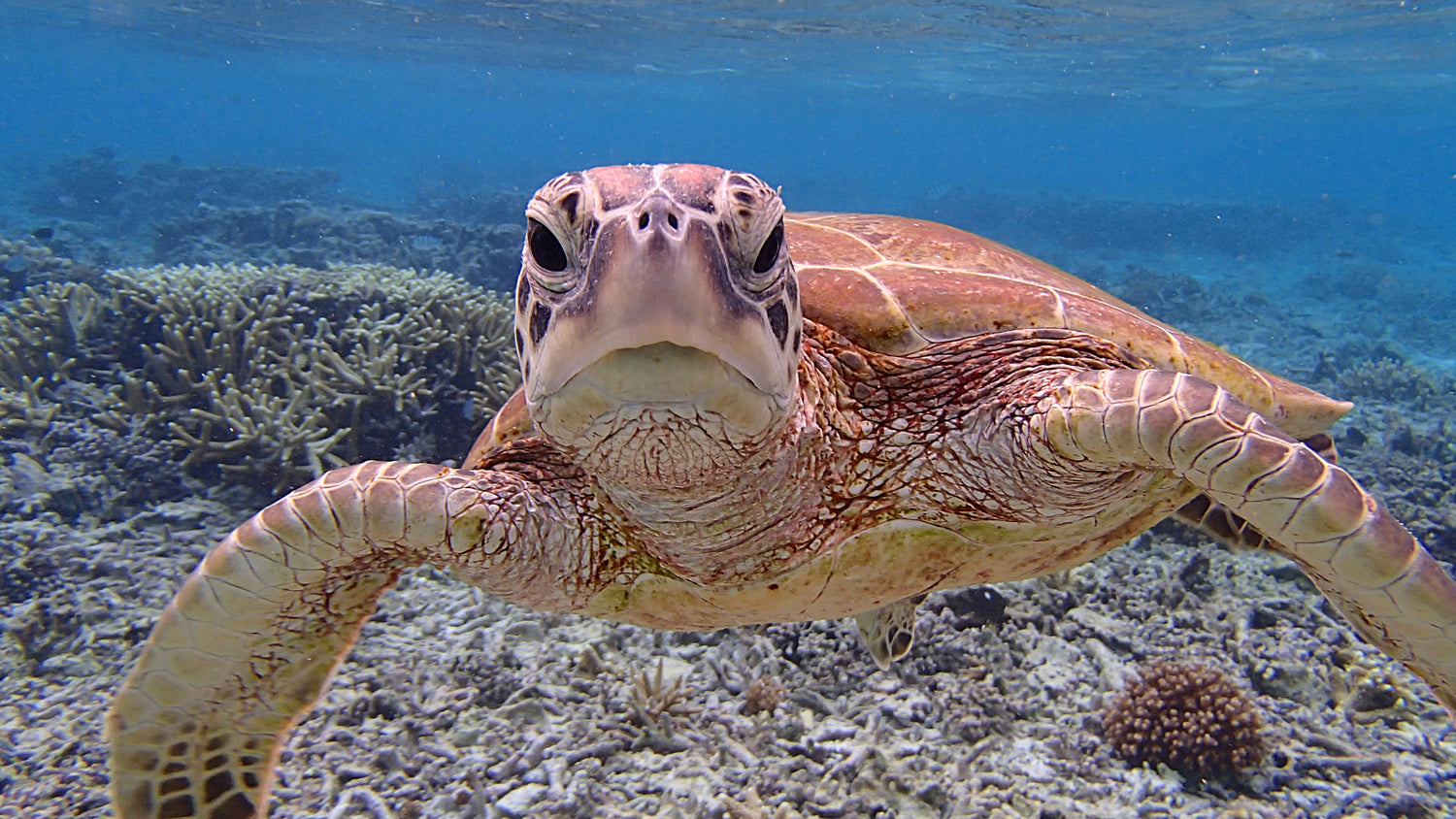 Build A Box – The Turtle Tribe